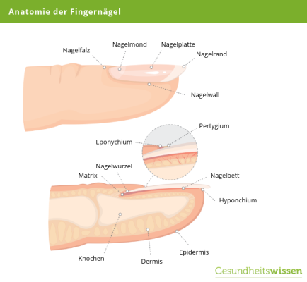 Mangelerscheinungen bei Fingernägeln: Rillen und Verfärbungen