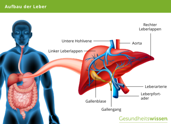 Leber: Aufgaben, Erkrankungen & Vorbeugung