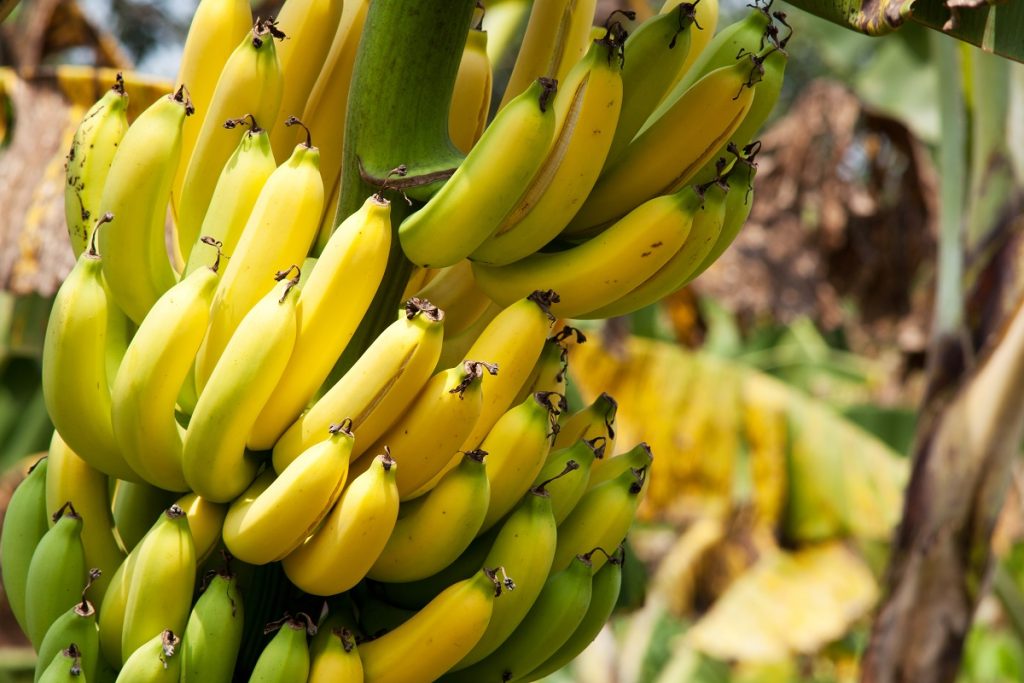 Welche Vitamine Sind In Bananen