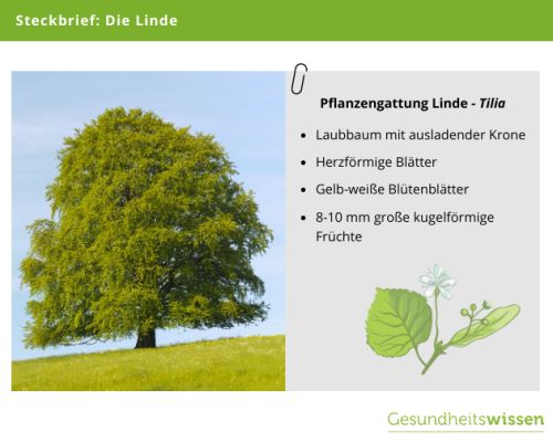 Was Passiert Mit Linde? – CJUEI