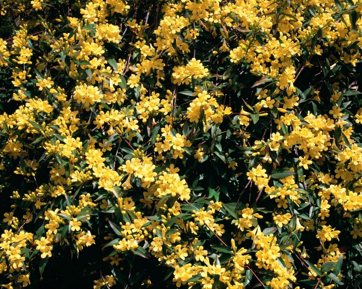 Gelsemium: Anwendungsmöglichkeiten, Wirkung und Dosierung